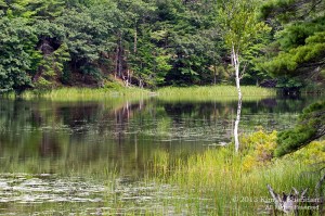 Michigan’s Natural Heritage: The Ludington Dunes | The Wild Edge