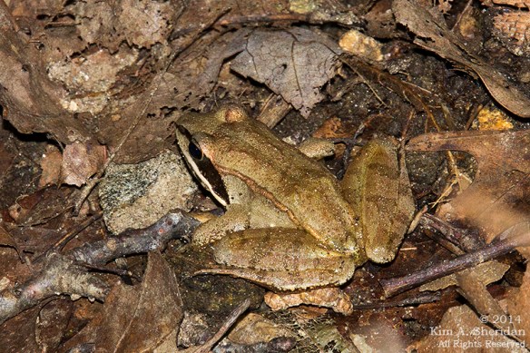 Frogger | The Wild Edge